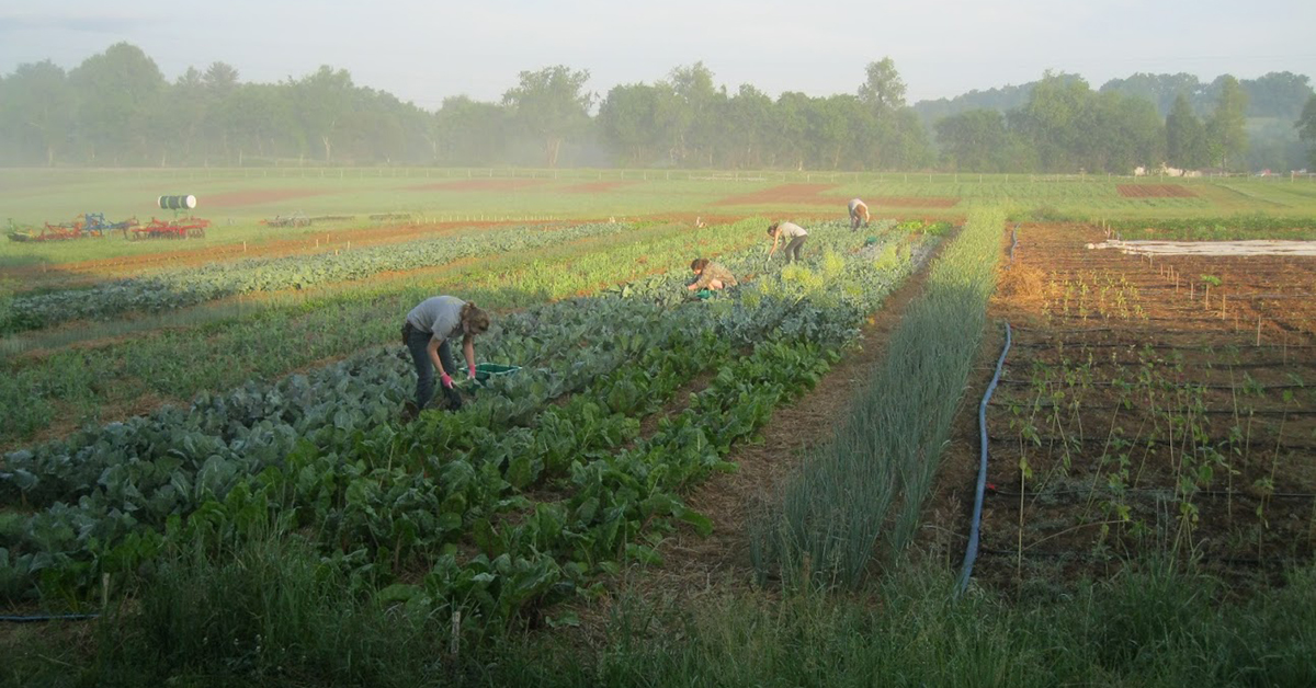 VOLunteer Supported Agriculture | VOLunteer Supported Agriculture (VSA)